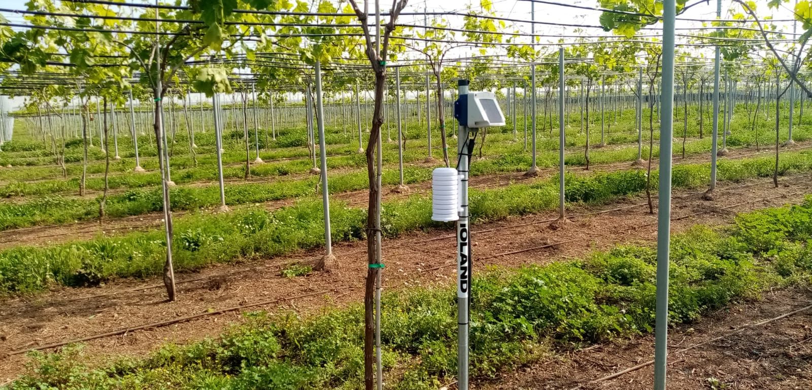 Cómo instalar de forma correcta un sensor de monitoreo del riego – Ioland